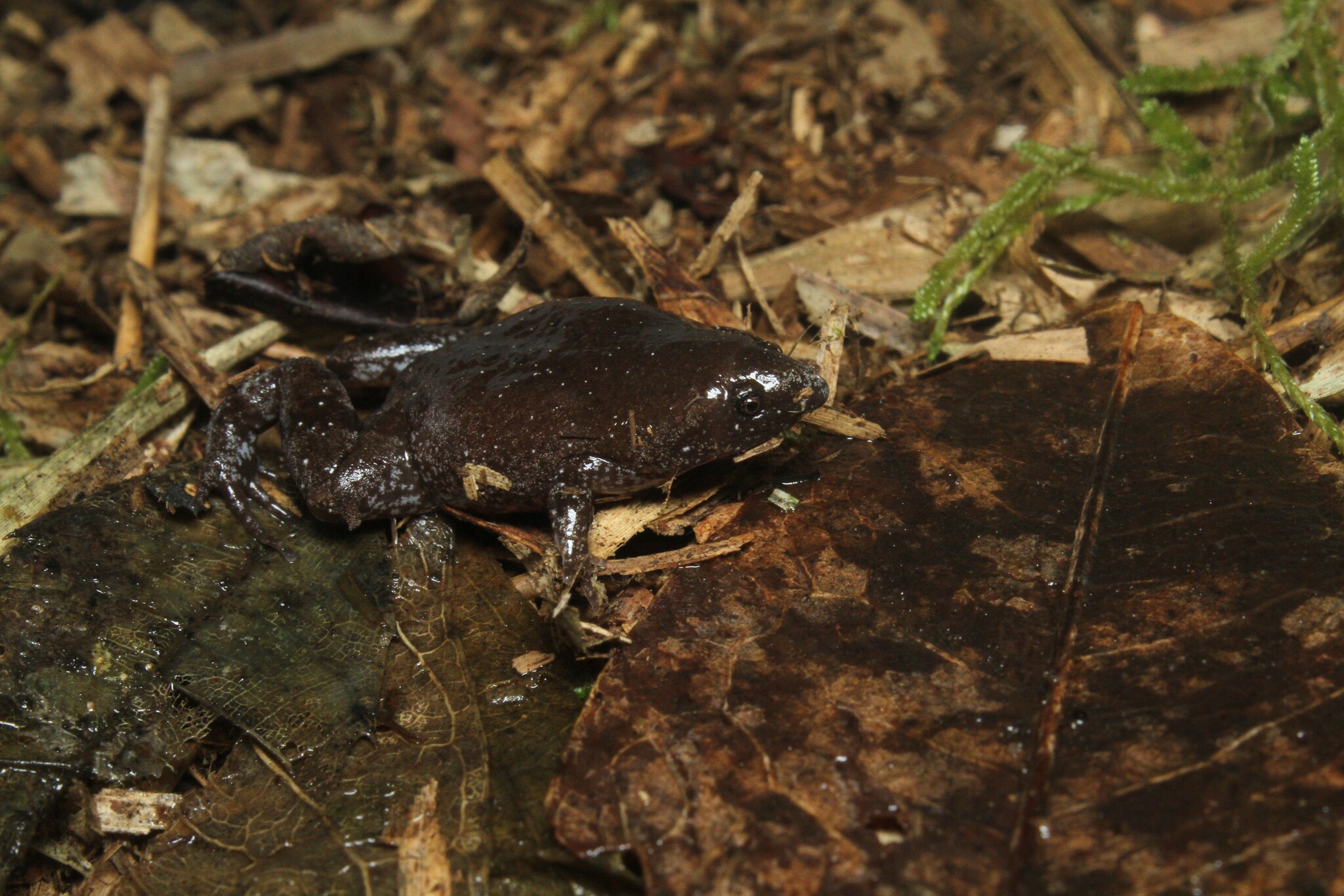 Myersiella microps (Duméril & Bibron, 1841)
