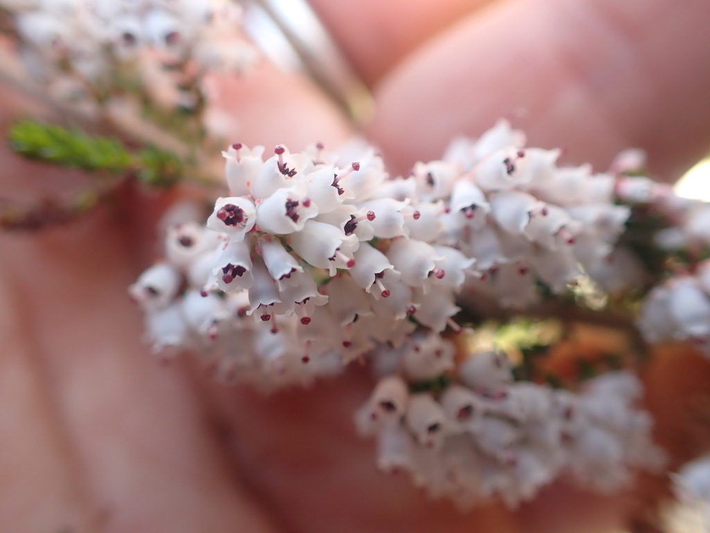 Heaths from Garden Route District Municipality, South Africa on ...