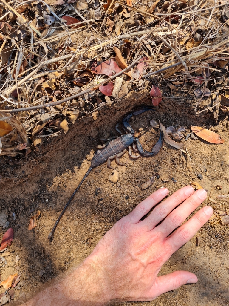 Flat Rock Scorpion from Chiredzi, Zimbabwe on September 26, 2022 at 09: ...