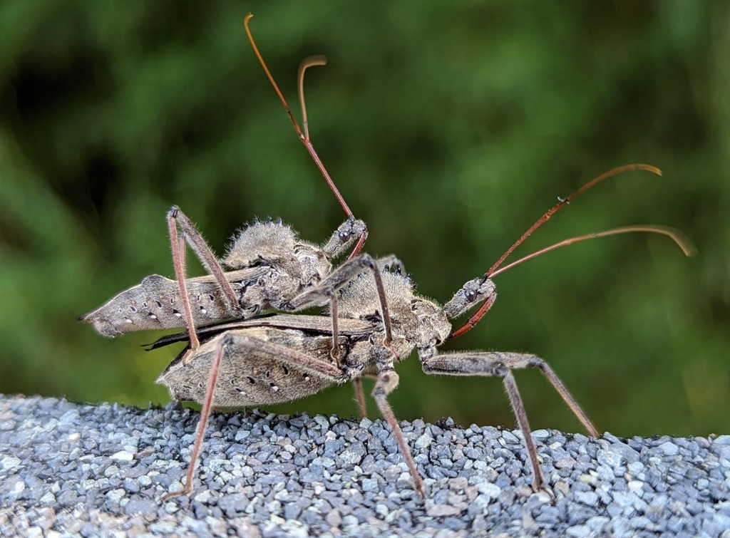North American Wheel Bug from Gloucester County, VA, USA on September ...