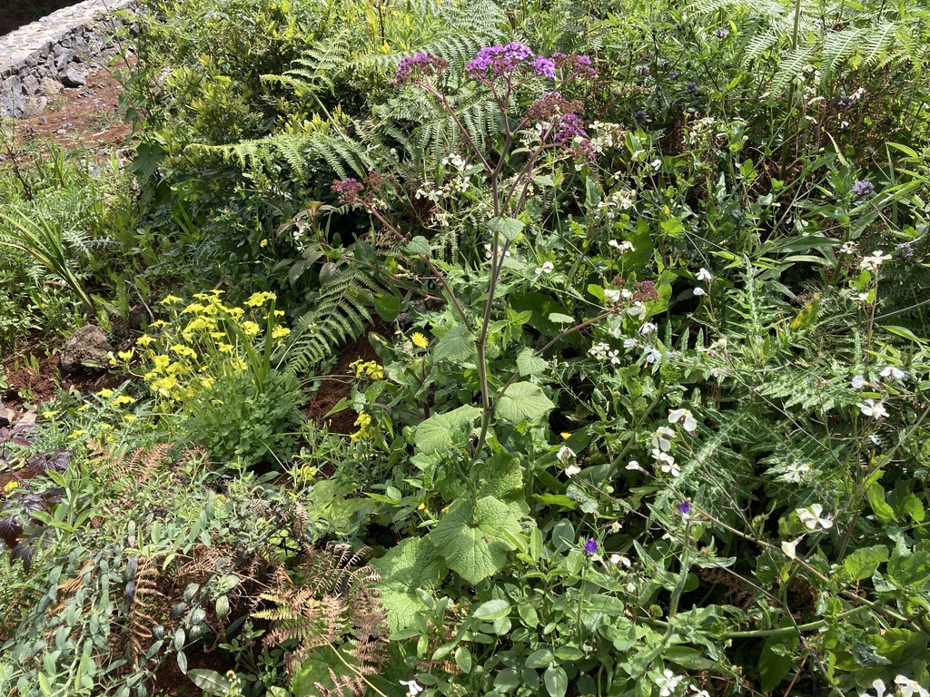 Pericallis papyracea from Santa Cruz de Tenerife, Islas Canarias, Spain ...