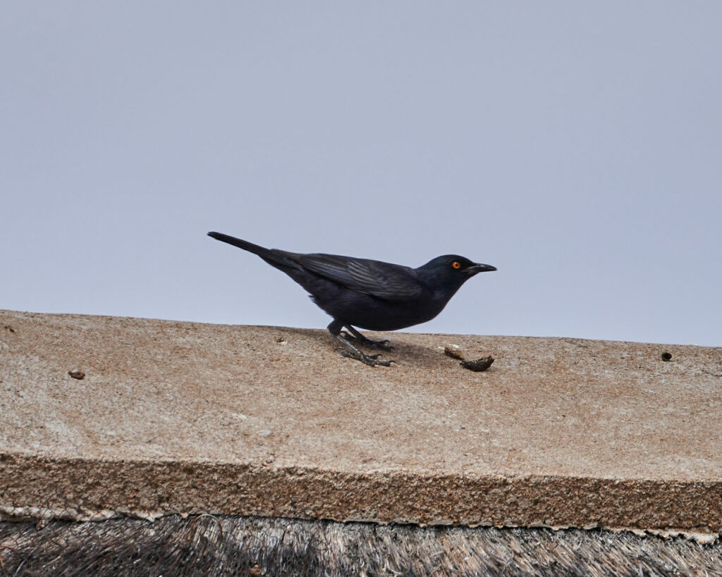 Pale-winged Starling from Namakwa, Northern Cape, South Africa on ...