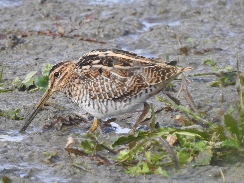 Common Snipe from Rainham Marshes, South Ockendon, England, GB on ...