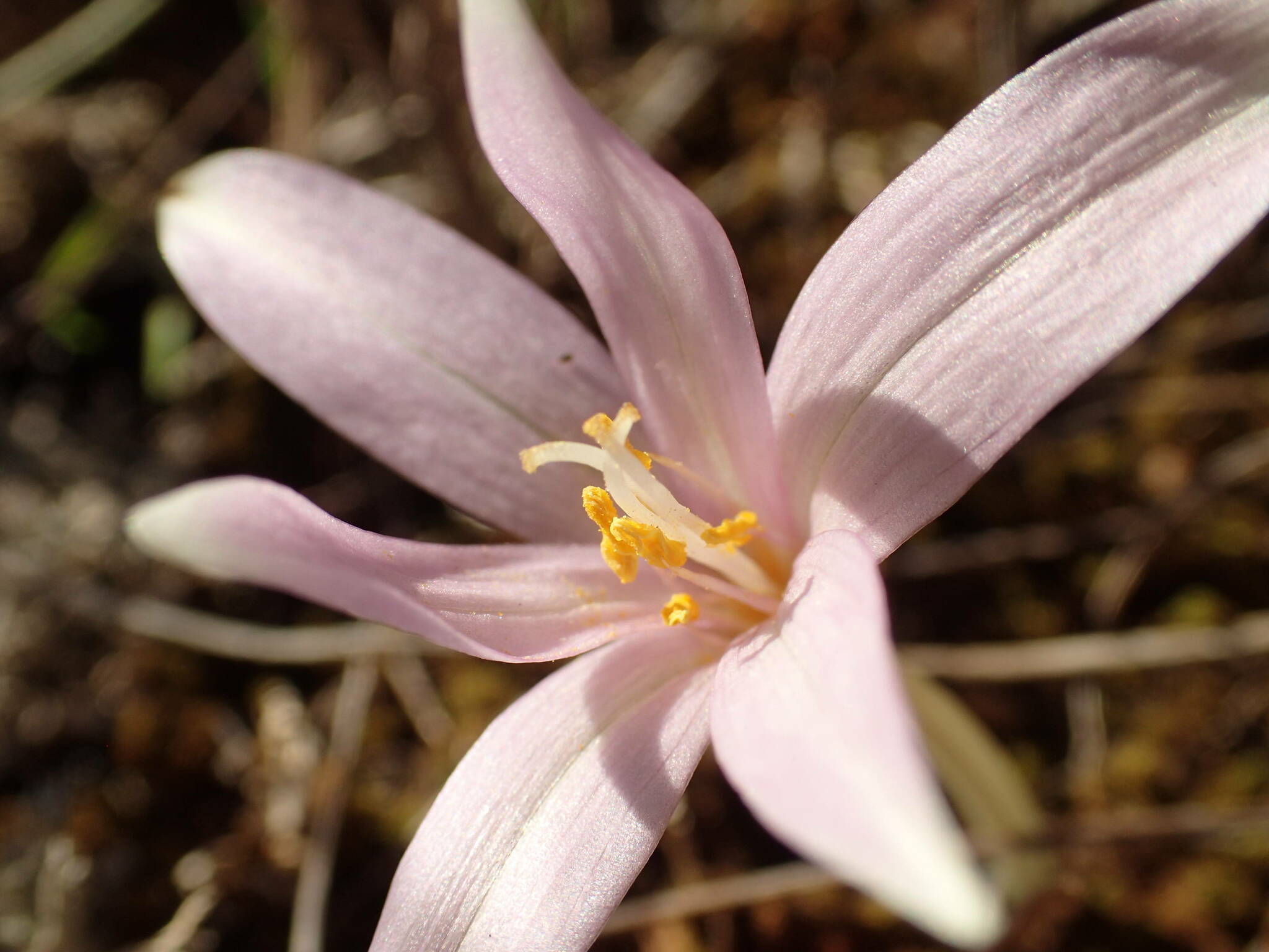 Colchicum longifolium Castagne