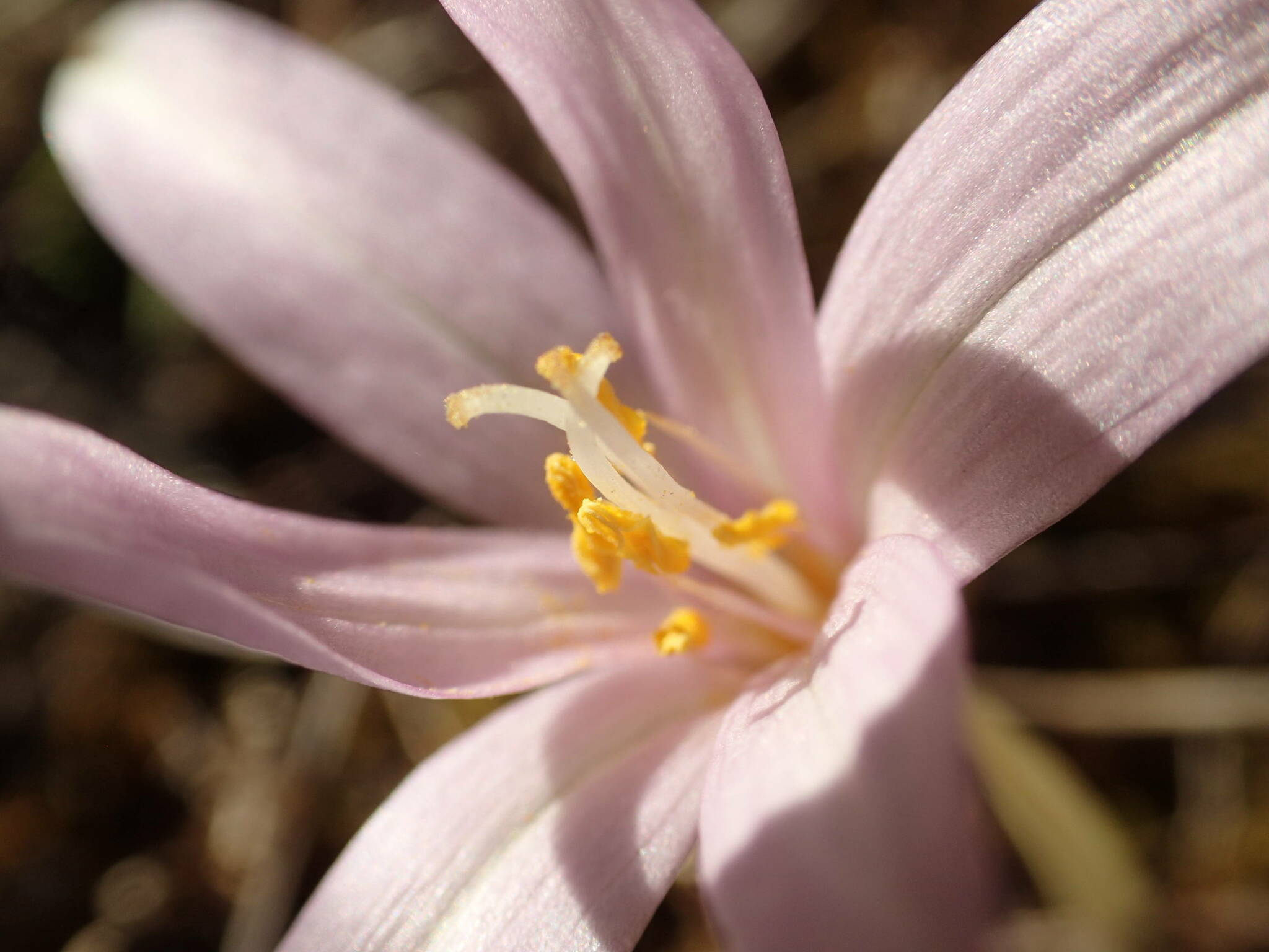 Colchicum longifolium Castagne