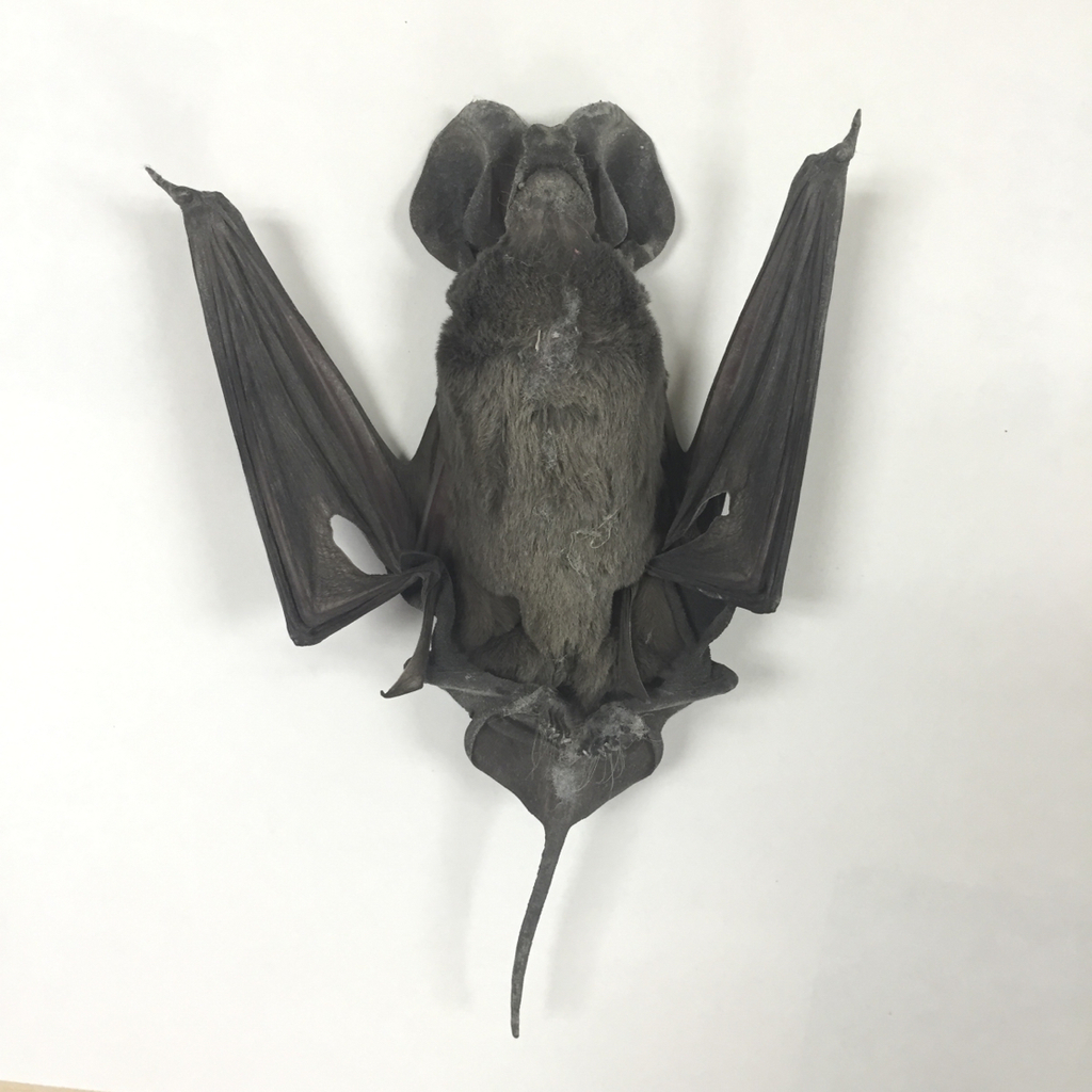 Western Bonneted Bat from Calle Ramón Corona S 55–79, Torreón, COAH, MX ...