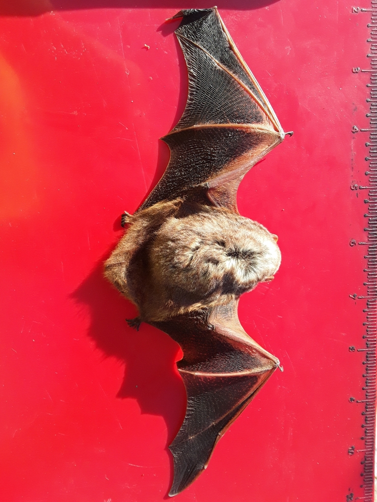 Eastern Red Bat from City Center District, Dallas, TX, USA on September ...