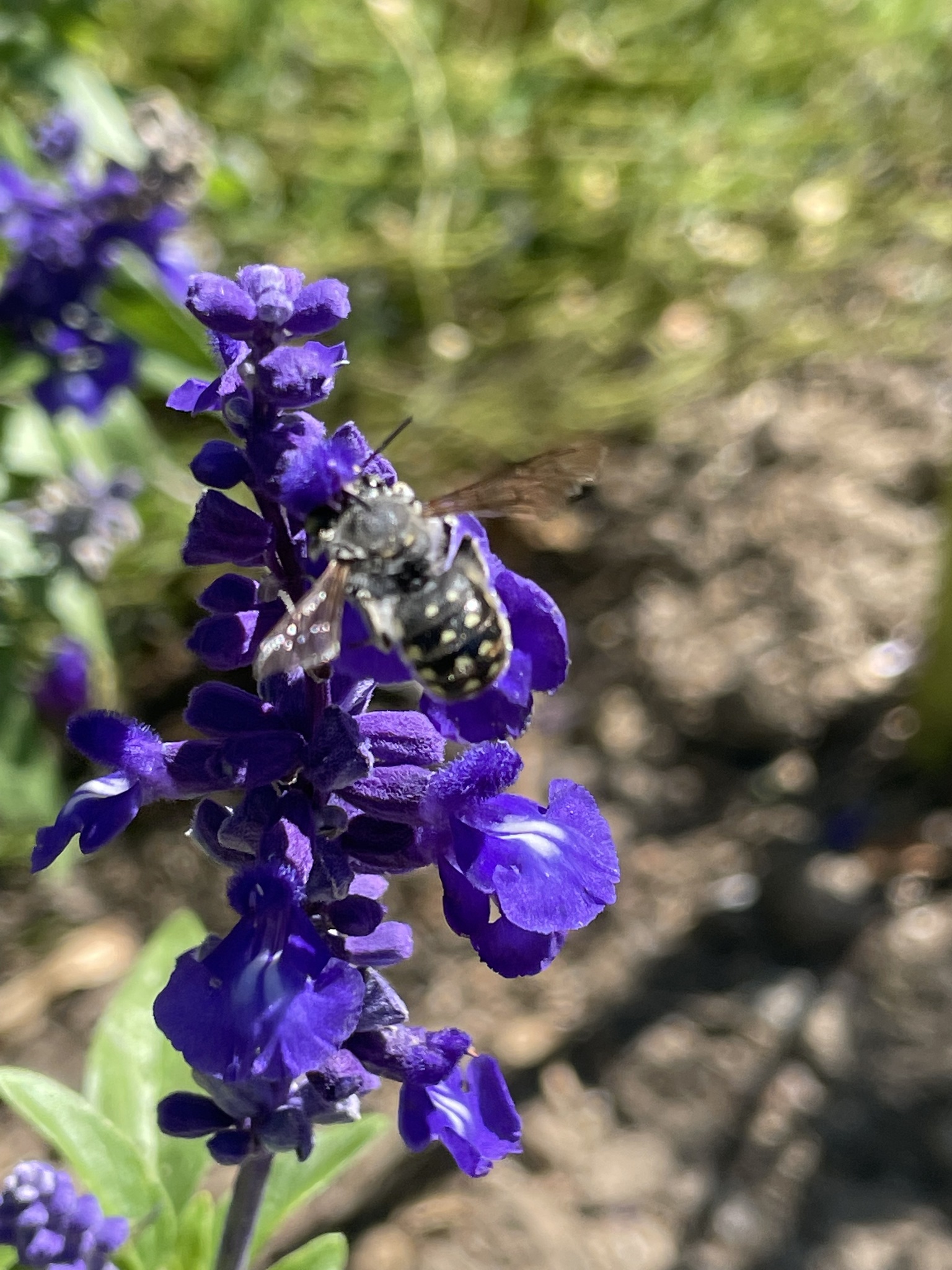 Anthidium maculosum Cresson, 1878