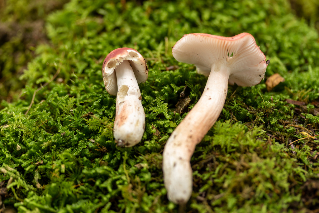 Russula peckii from Cook Forest State Park, US, PA on September 23 ...