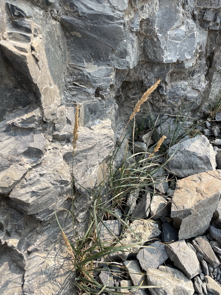 pine reed grass from Glacier National Park, Flathead, Montana, United ...