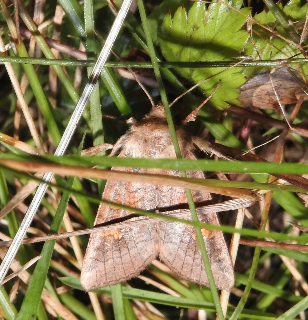 American Ear Moth from Black Mtn, Rice Farm Rd, Dummerston, VT, USA on ...