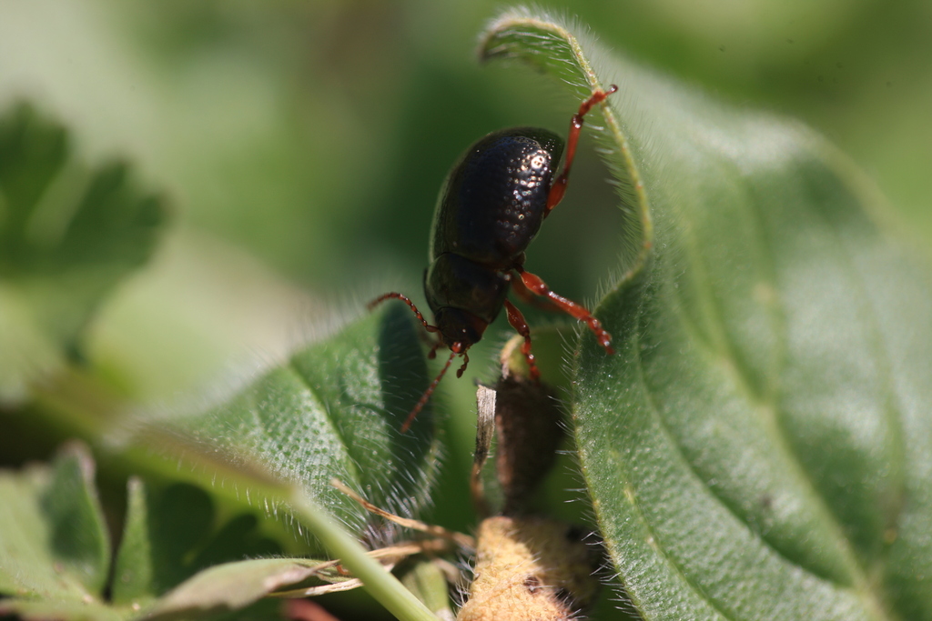 Bronze Beetle from Madrid, España on April 12, 2020 at 02:18 PM by ...