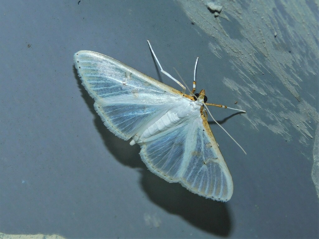 Jasmine Moth from Hoima, Ouganda on September 20, 2022 at 08:38 PM by ...