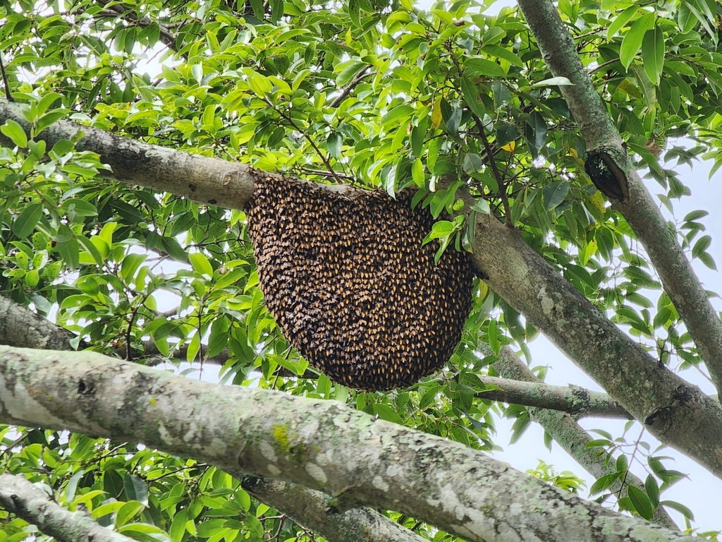 Giant Honey Bee from Nong Bon, Prawet, Bangkok 10250, Thailand on ...