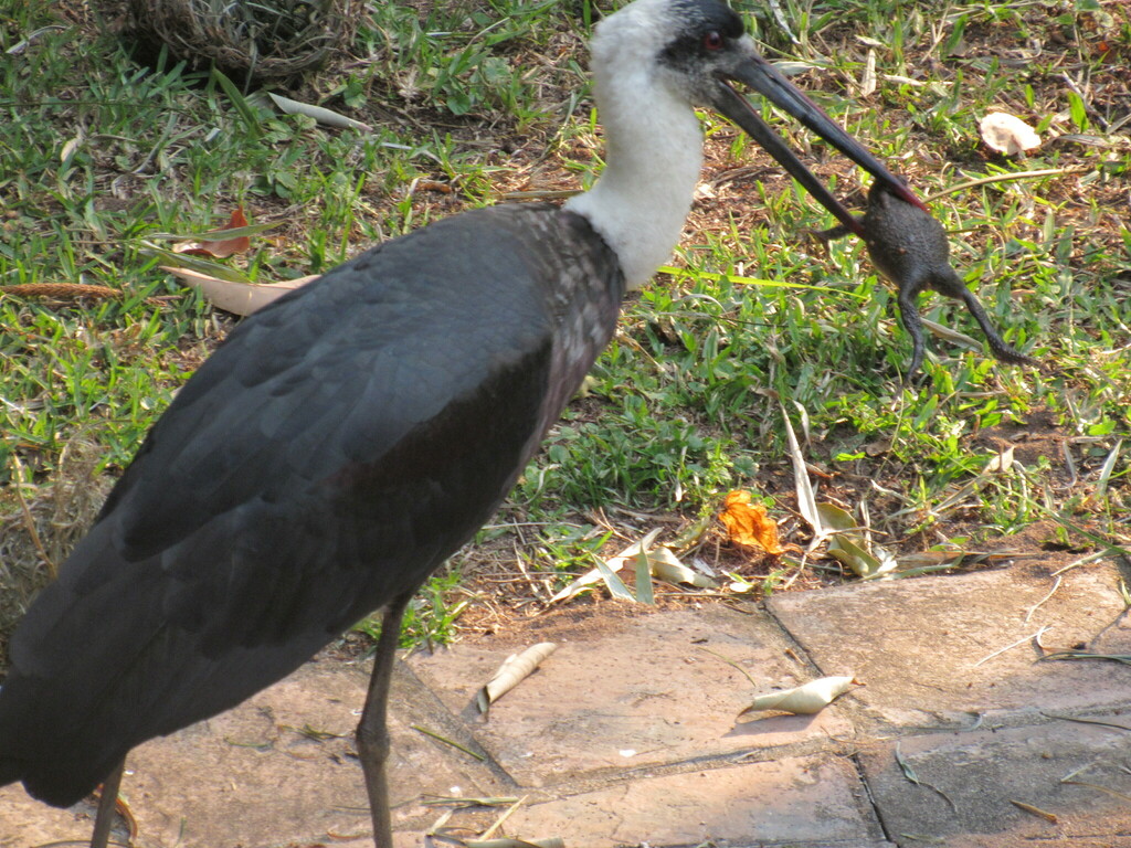 African Woolly-necked Stork from Woodside, Pinetown, 3629, South Africa ...