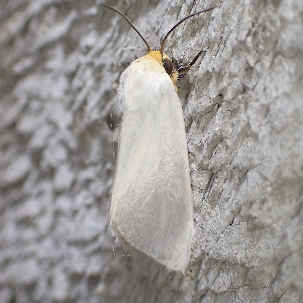 White Flower Moth in September 2022 by John Trent · iNaturalist
