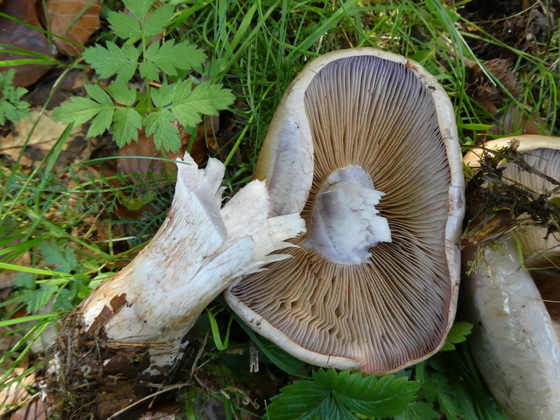 Cortinarius largus Fr.