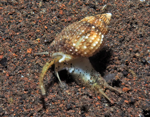 Nassarius gruneri · iNaturalist