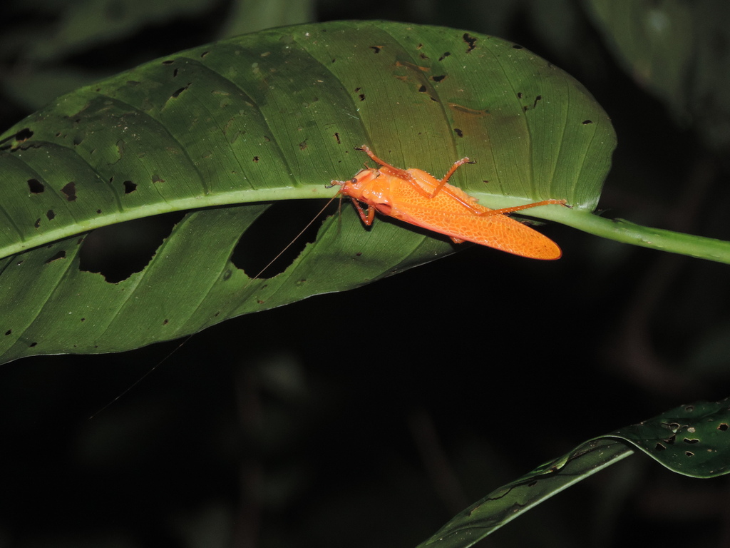 Copiphora brevirostris from Carepa, Antioquia, Colombia on September 13 ...
