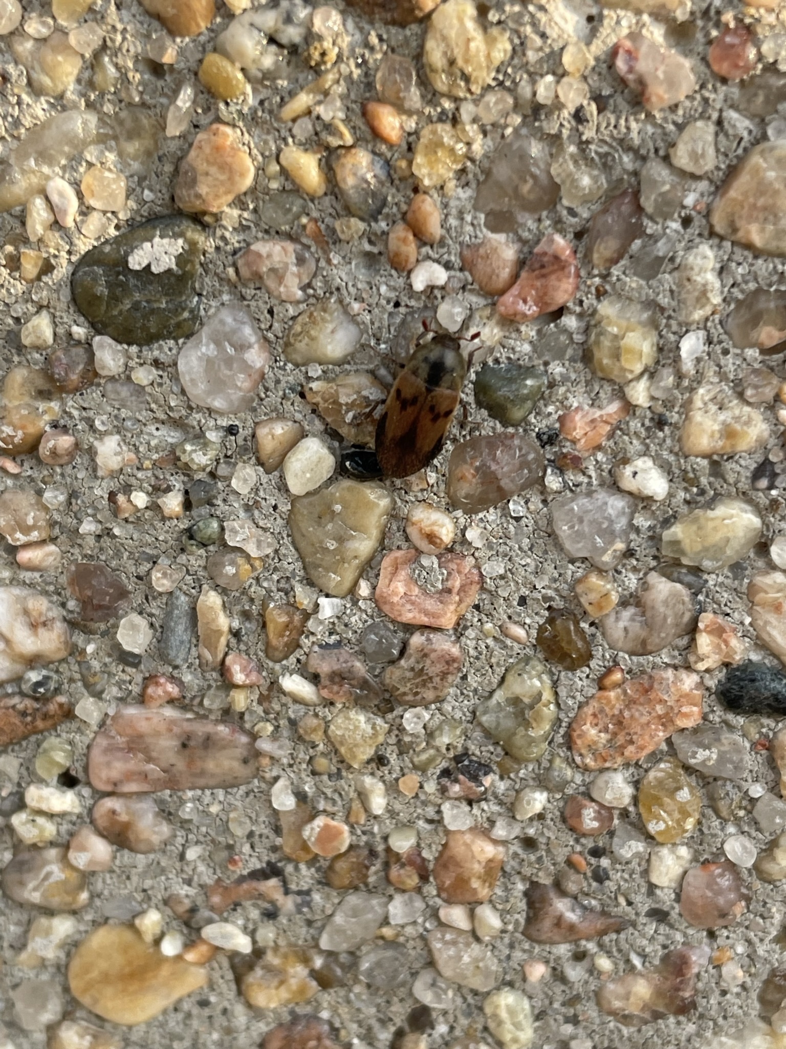 Trypodendron signatum (J.C.Fabricius, 1792)