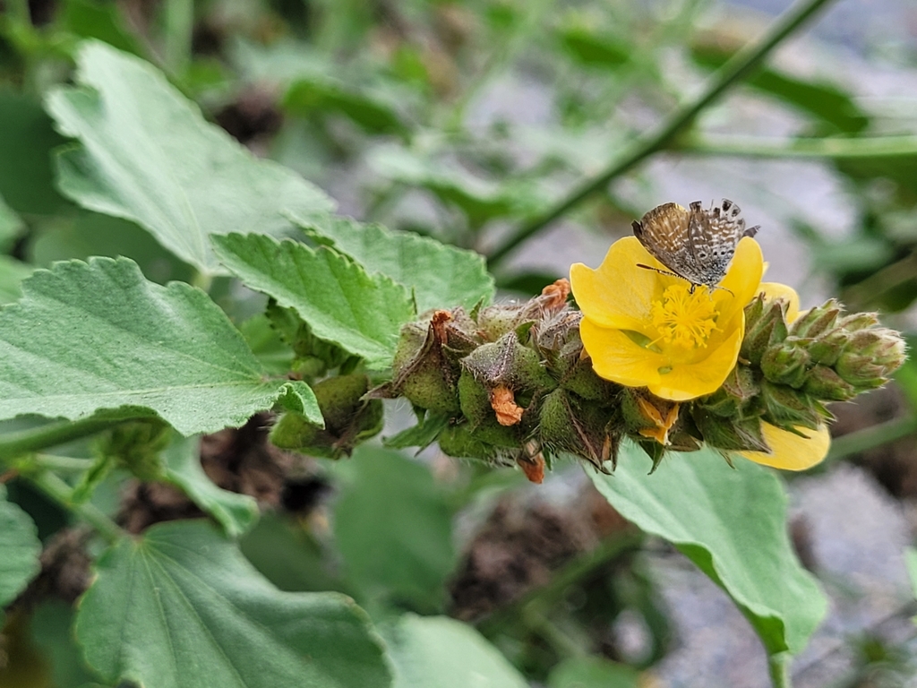 Common Western Pygmy Blue from Pedro Martínez, 65750 Gral Zuazua, N.L ...