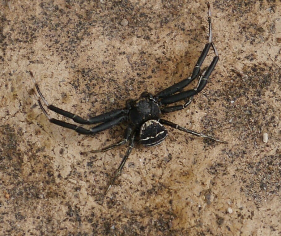 Toad Crab Spider from Son Espanyol, Palma, Islas Baleares, España on ...