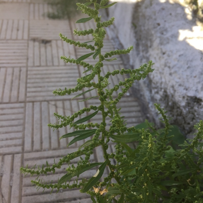 Mexican tea from Spain - Tenerife - Santa Cruz de Tenerife on December ...