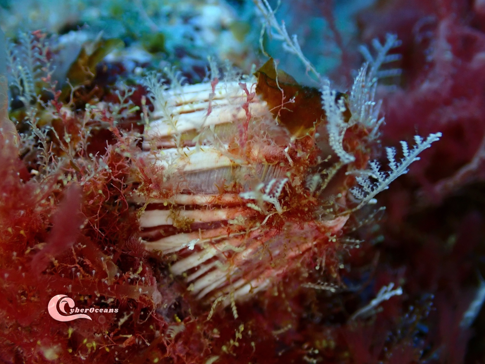 Megabalanus azoricus (Pilsbry, 1916)