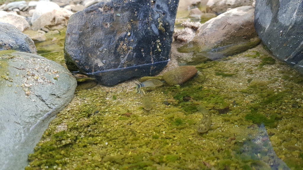 Arabian toothcarp from 65364, Saudi Arabia on August 16, 2020 at 07:55 ...