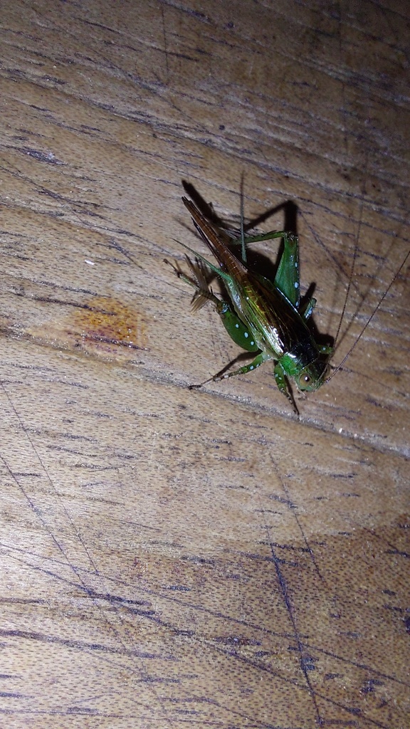 Ground Crickets from Trinidad, Casanare, Colombia on September 25, 2022 ...
