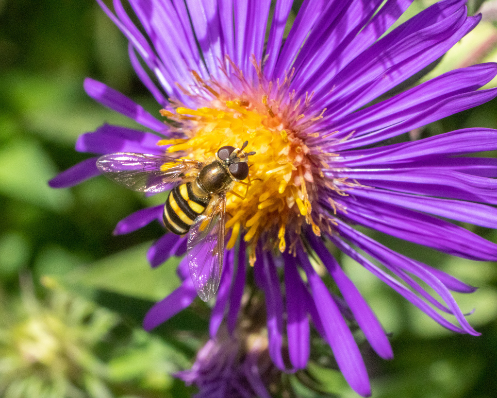 Eupeodes americanus from Herndon, PA, USA on September 26, 2022 at 12: ...