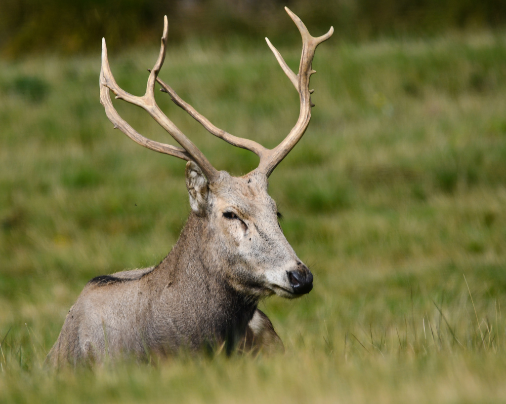 Père David's Deer in September 2022 by Frank Sengpiel · iNaturalist