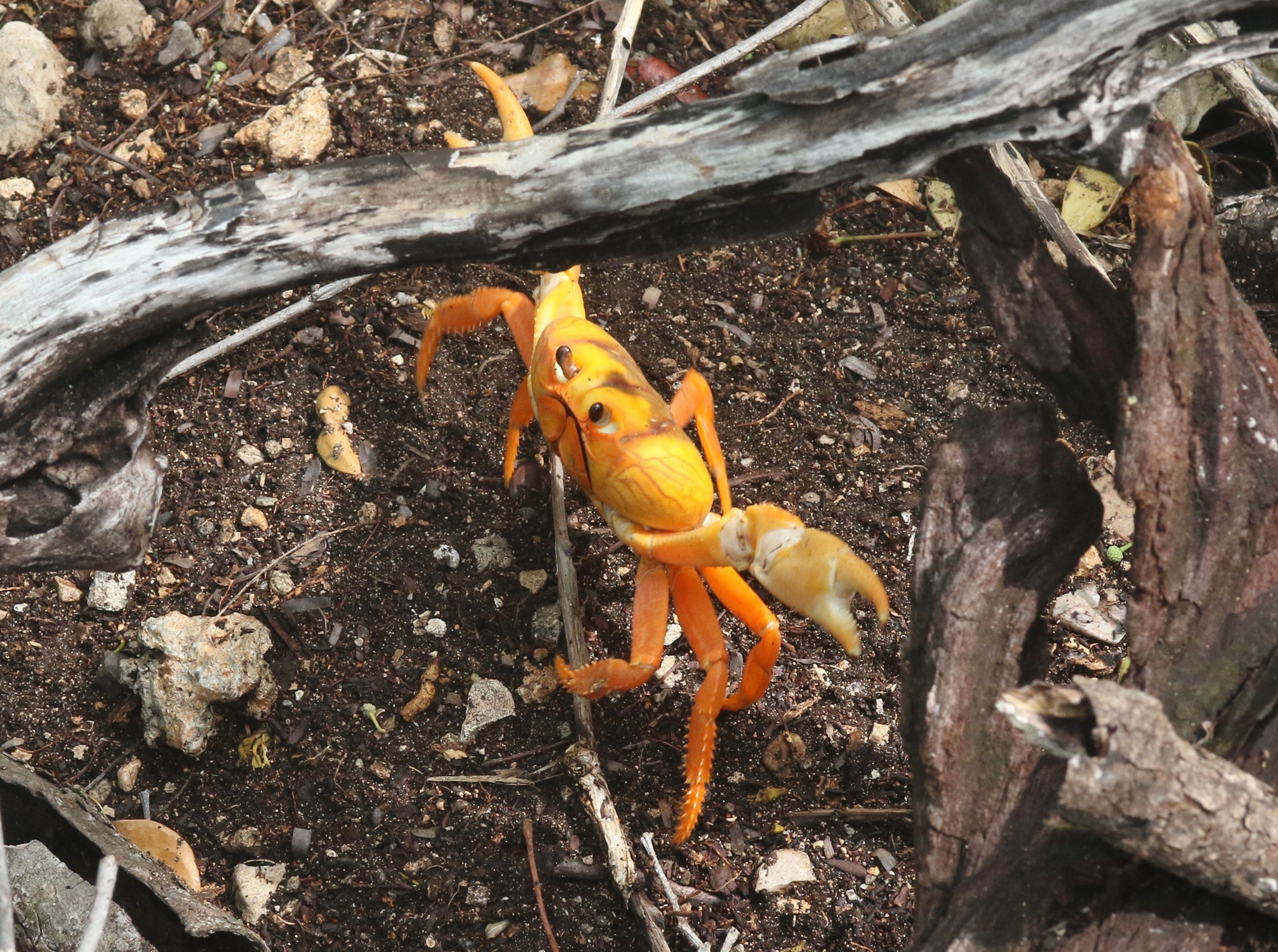 Gecarcinus ruricola (Linnaeus, 1758)