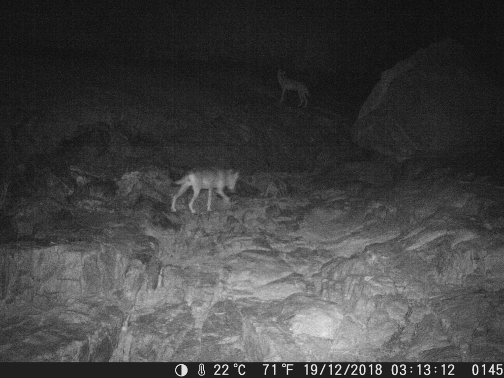 Arabian Wolf from V836+J9W Jabal Shada Reserve, شدا Saudi Arabia on ...
