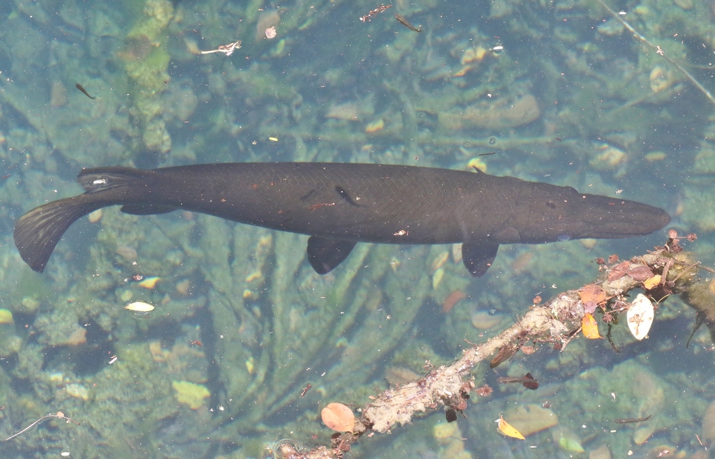 Cuban Gar (Atractosteus tristoechus) - Marine Life Identification