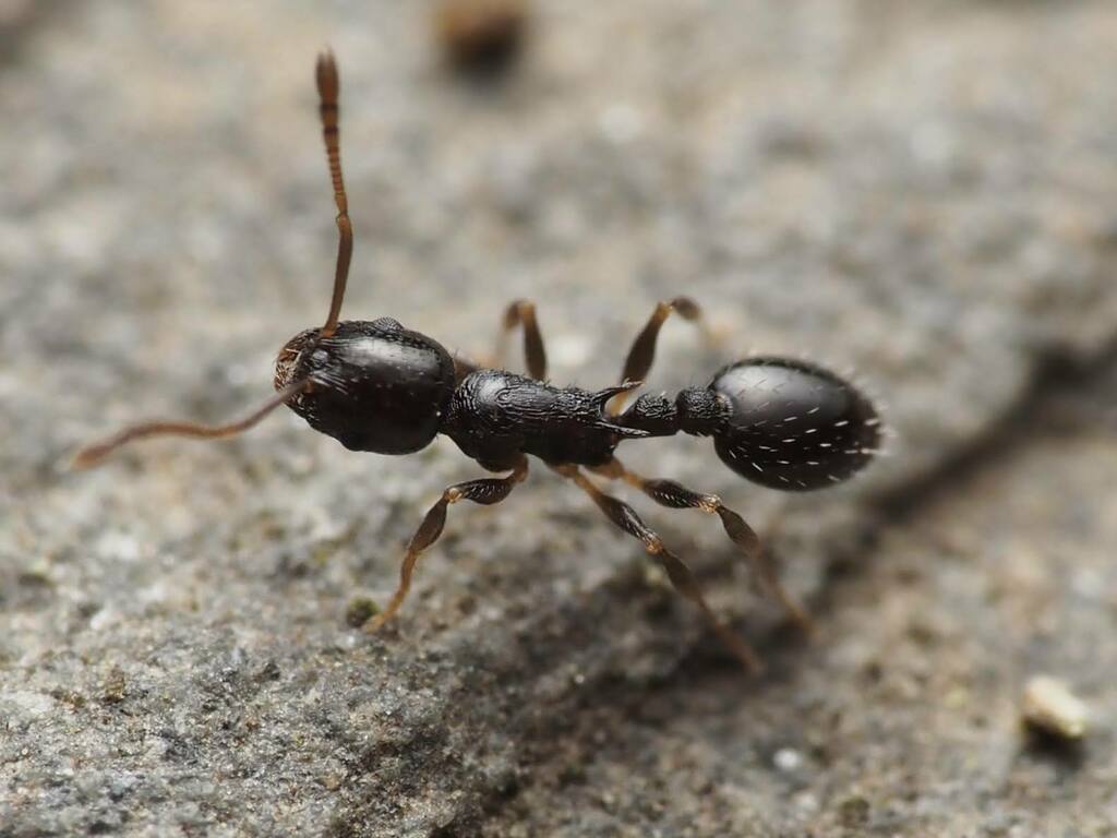 Long-spined Acorn Ant (Ants of Virginia) · iNaturalist