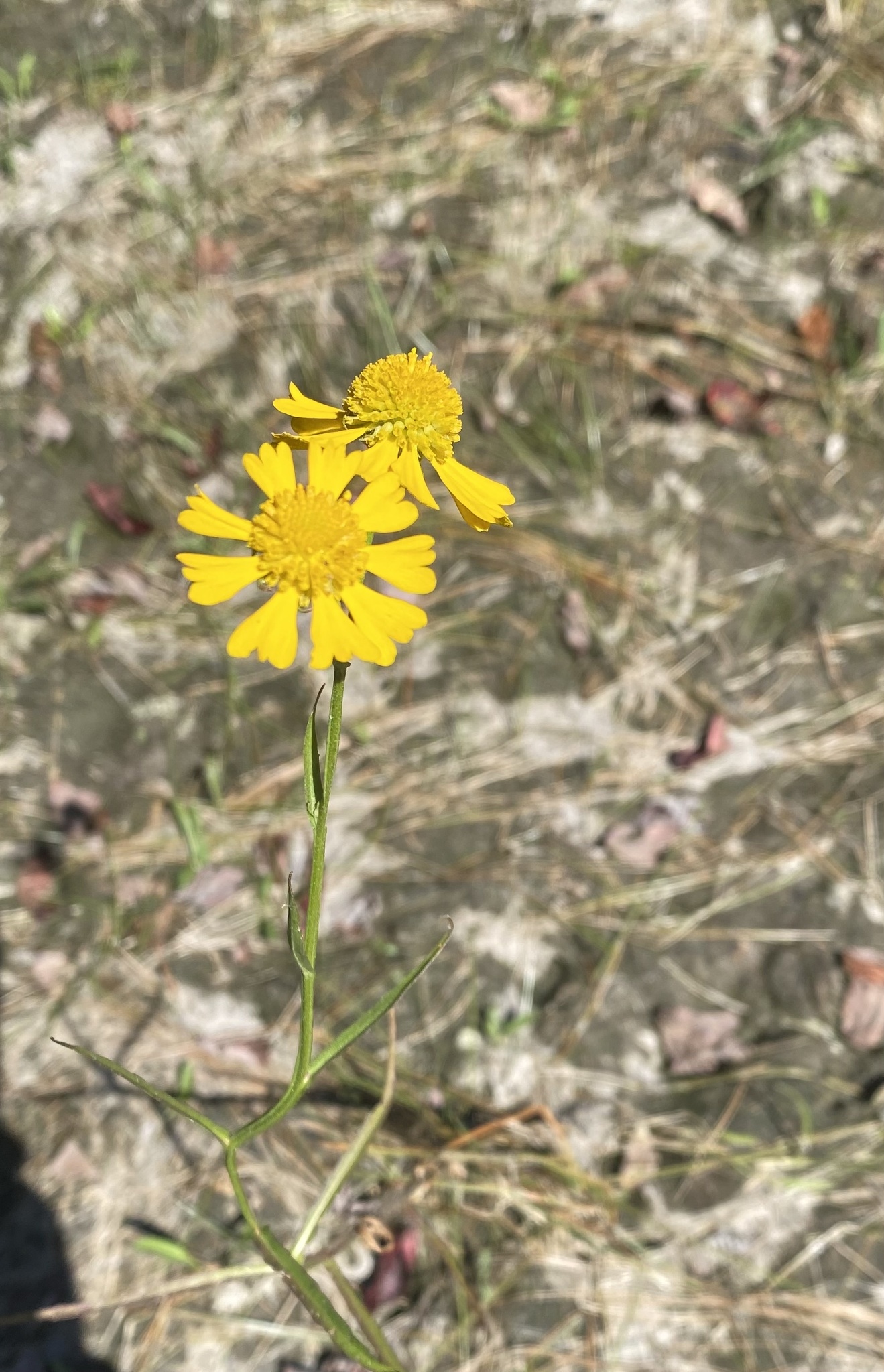 Helenium virginicum S.F.Blake