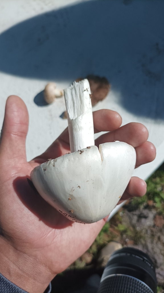 Amanita Sect. Phalloideae from 76894 Qro., México on September 25, 2022 ...