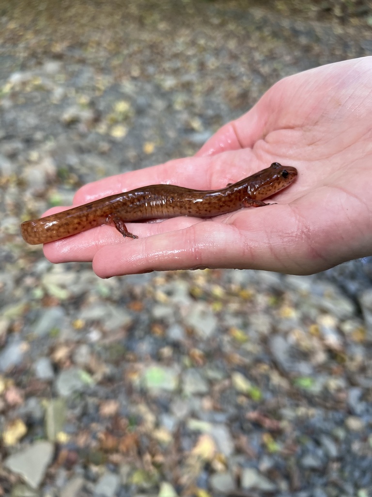 Northern Spring Salamander in September 2022 by Ryan Frohlich · iNaturalist