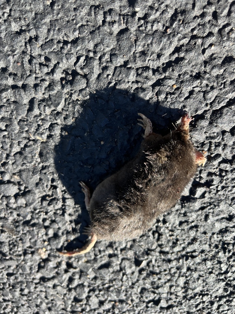 Star-nosed Mole from Indian Head Rail Trail, La Plata, MD, US on ...