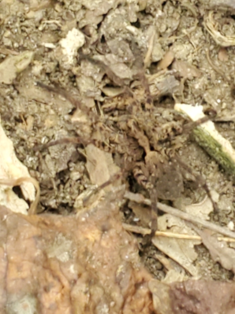 Georgia Wolf Spider from Towson, MD 21204, USA on September 19, 2022 at ...