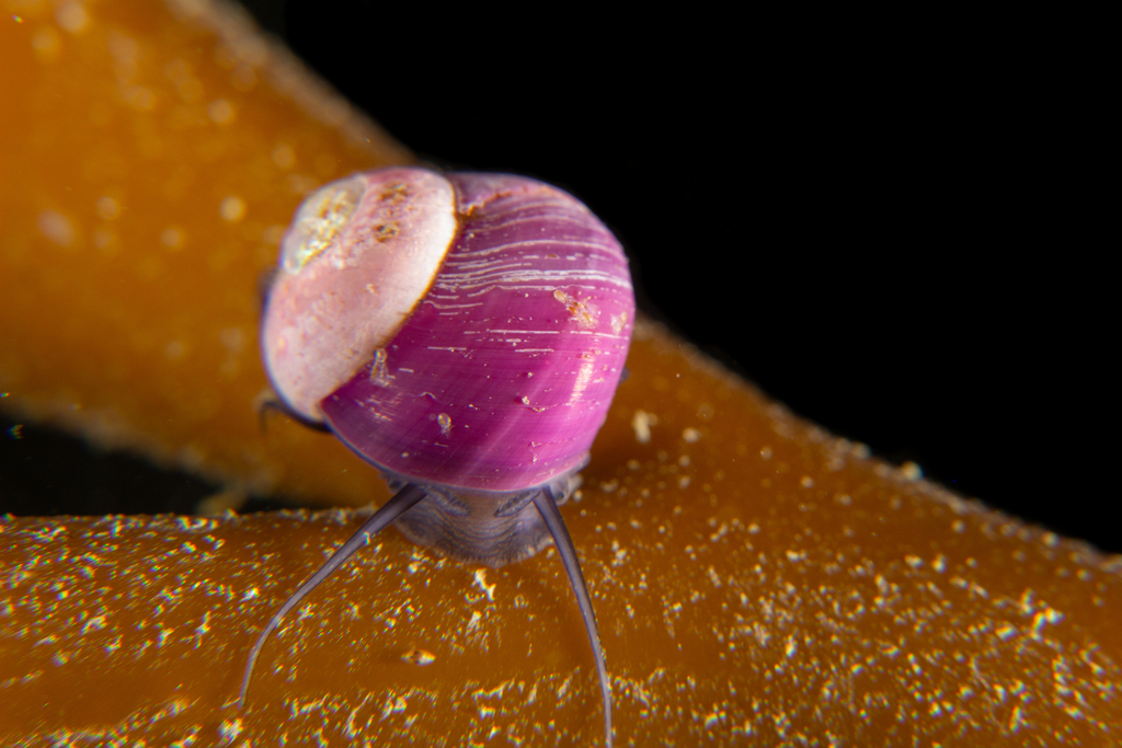 Smooth Pink Snail from Ushuaia, Tierra del Fuego, Argentina on ...