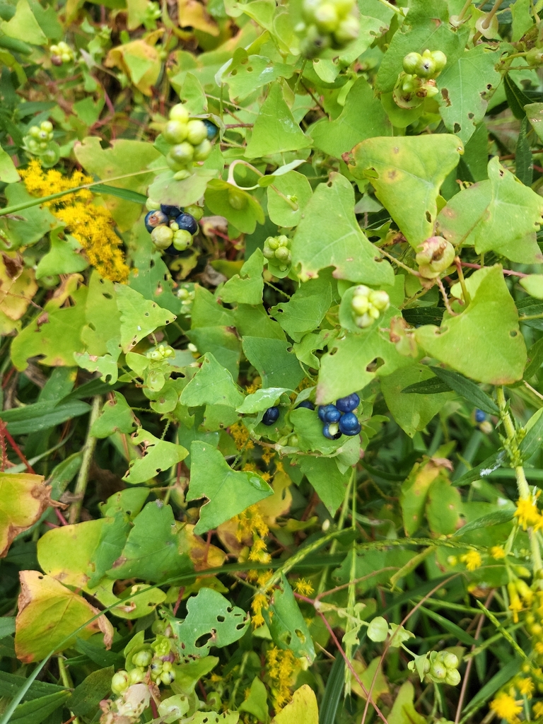 mile-a-minute weed from Mount Airy on September 26, 2022 at 02:14 PM by ...