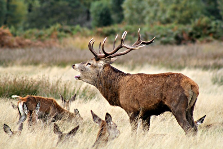 European Red Deer (Cervus elaphus elaphus) - Know Your Mammals
