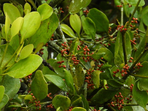(Phoradendron undulatum)