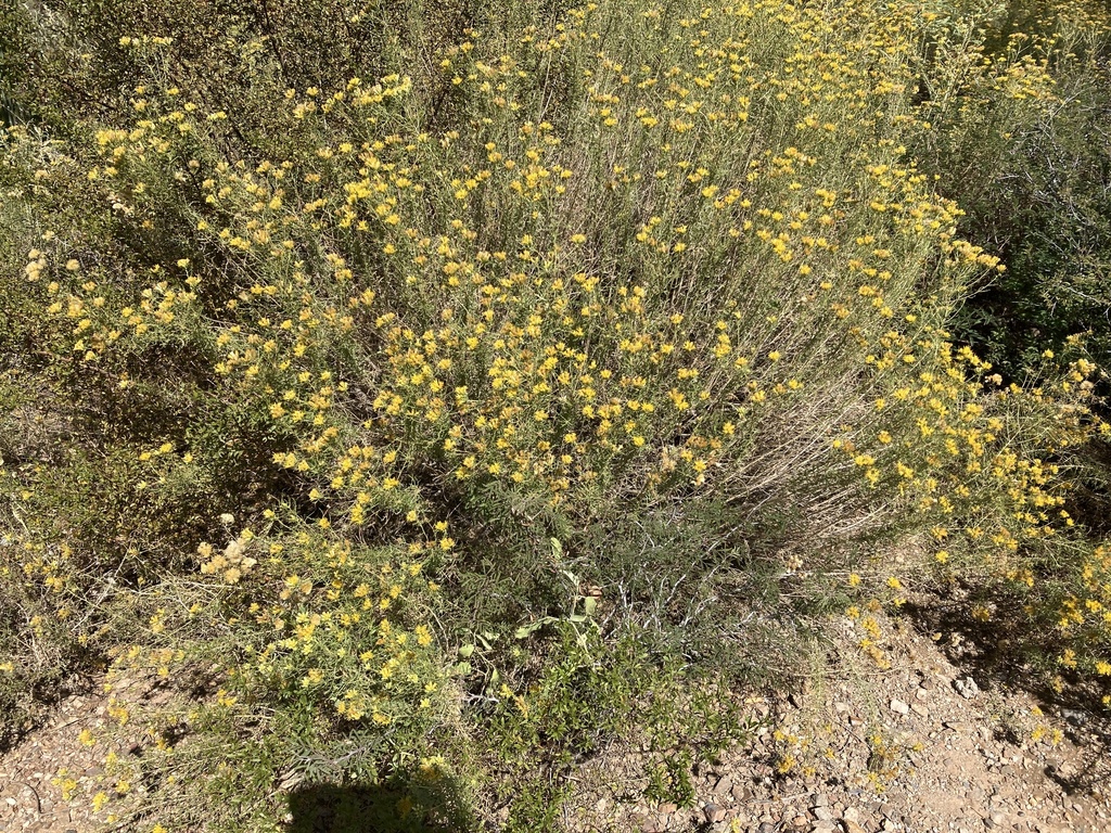 burroweed from N Coachline Blvd, Tucson, AZ, US on September 26, 2022 ...