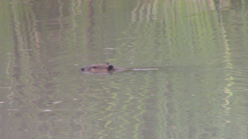 American Beaver from Las Vegas, NV, USA on September 26, 2022 at 06:44 ...