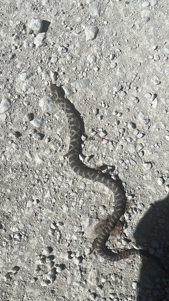 Western Foxsnake in September 2022 by Anna Olderbak · iNaturalist
