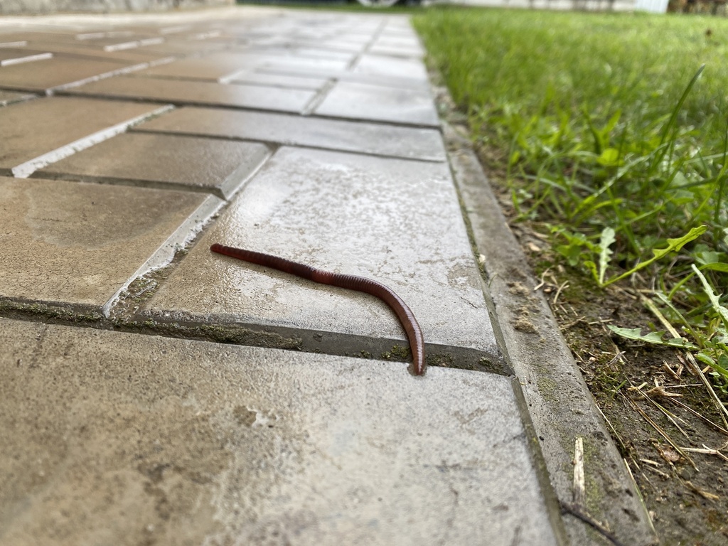 Redhead Worm from Алферьевский, Пензенская обл., Россия, 440502 on ...