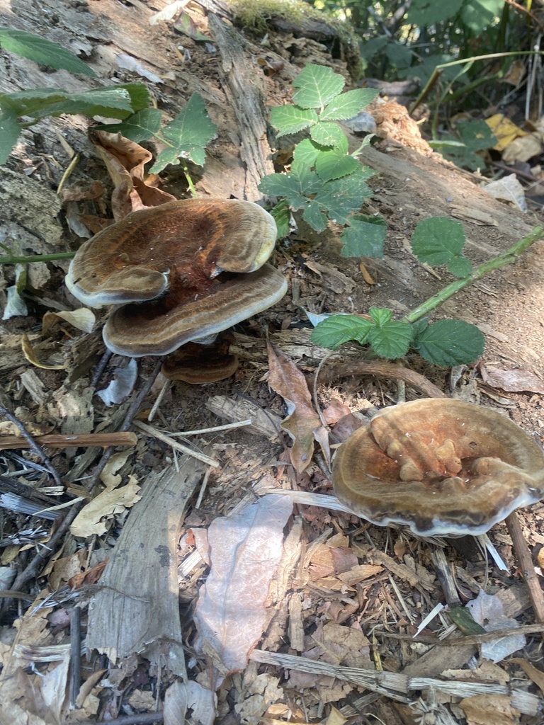 Dyer's Polypore from Warren G. Magnuson Park, Seattle, WA, US on ...